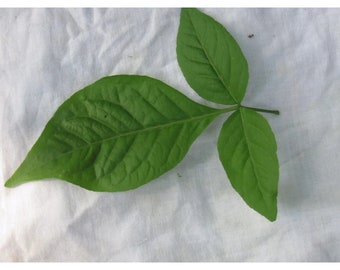 33 Bilva Patra LEAVES Aegle Marmelos Bael Bel Patra Bhagavan Shiva ...