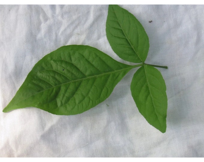 Bel Tree Leaves , Bilva Patra, Bel Patra, Bel Fruit, Golden Apple Fresh ...