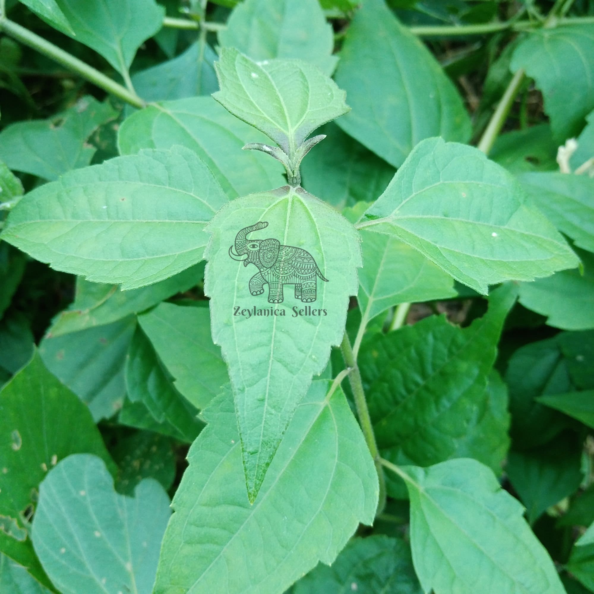 Dream Herb Calea Zacatechichi Natural Mexican Dream Herb - Etsy