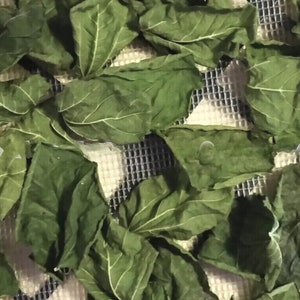 1000 Dried Noni Leaves Ahu Morinda Citrifolia Natural Organic Herbal ...