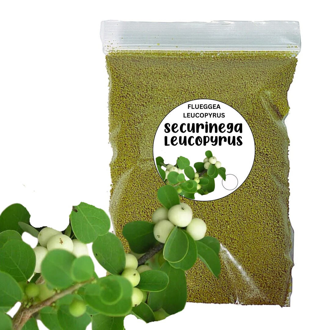 FLUEGGEA LEUCOPYRUS | Securinega Leucopyrus | Katupila Powder ...