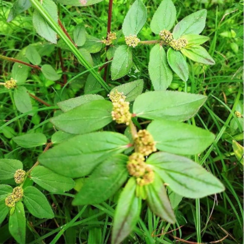 Euphorbia Hirta Dried Asthma Plant Chan Garden Spurge for - Etsy