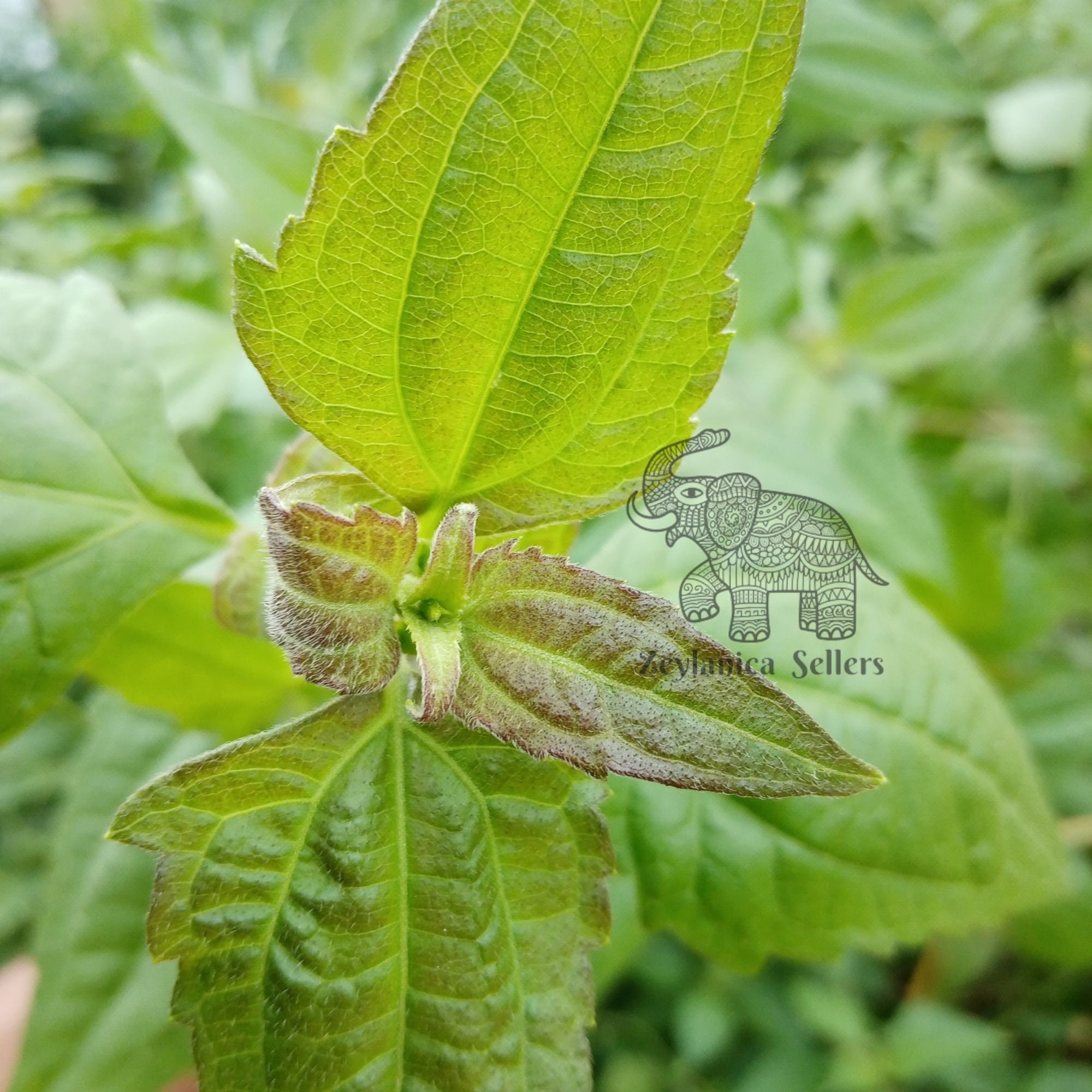 Dream Herb Calea Zacatechichi Natural Mexican Dream Herb Leaf Dried ...