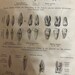 20 Antique German Anatomy Pages Paper Ephemera Junk Journal Old Paper ...