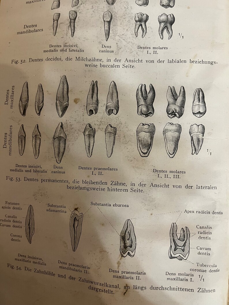 20 Antique German Anatomy Pages Paper Ephemera Junk Journal Old Paper ...