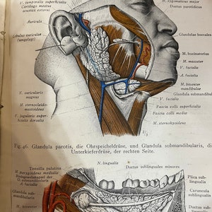 20 Antique German Anatomy Pages Paper Ephemera Junk Journal Old Paper ...
