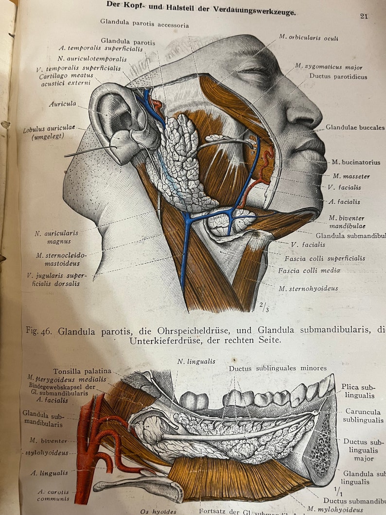 20 Antique German Anatomy Pages Paper Ephemera Junk Journal Old Paper ...