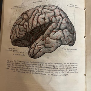 20 Antique German Anatomy Pages Paper Ephemera Junk Journal Old Paper ...