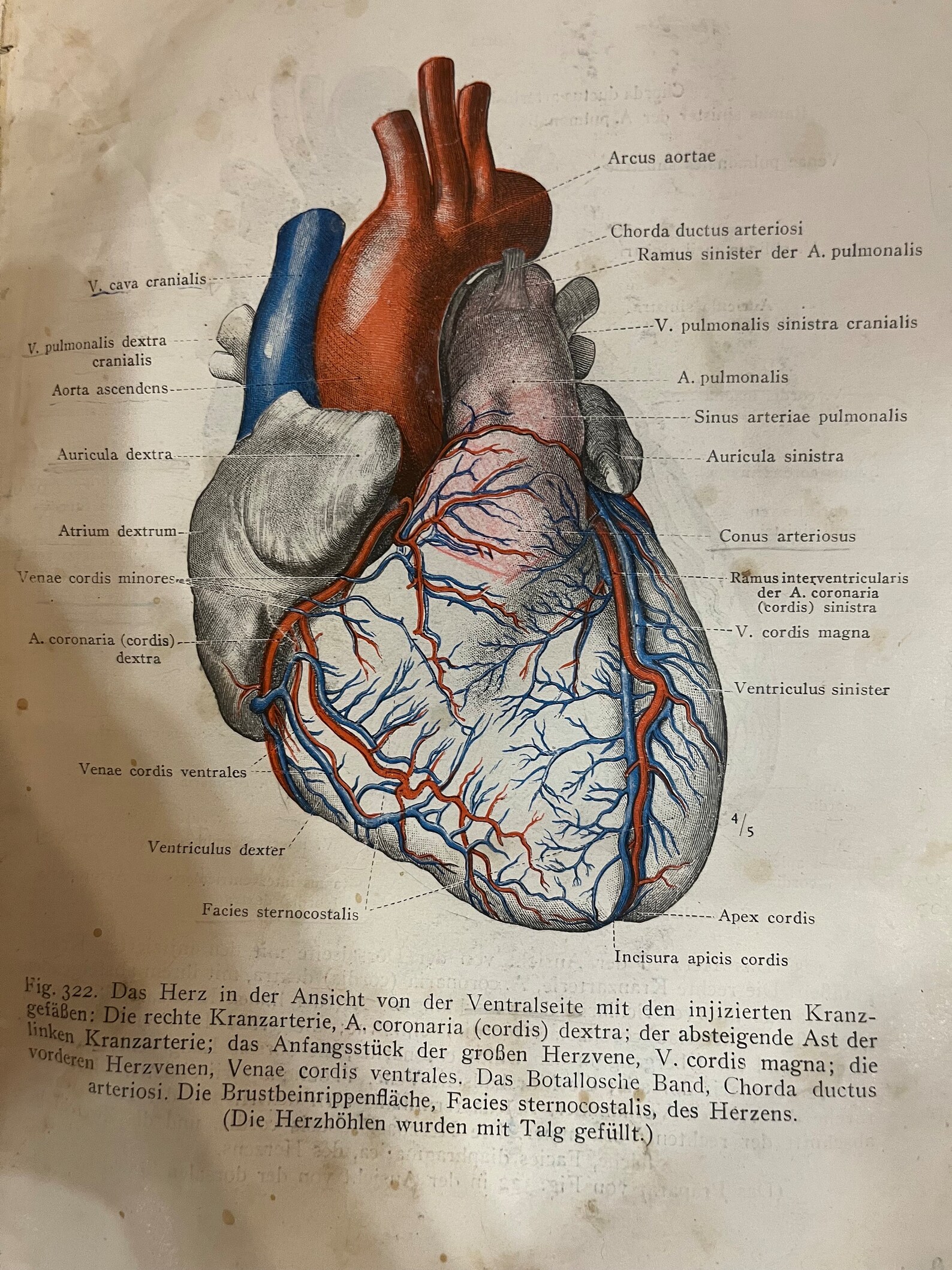 20 Antique German Anatomy Pages Paper Ephemera Junk Journal Old Paper ...