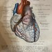 20 Antique German Anatomy Pages Paper Ephemera Junk Journal Old Paper ...
