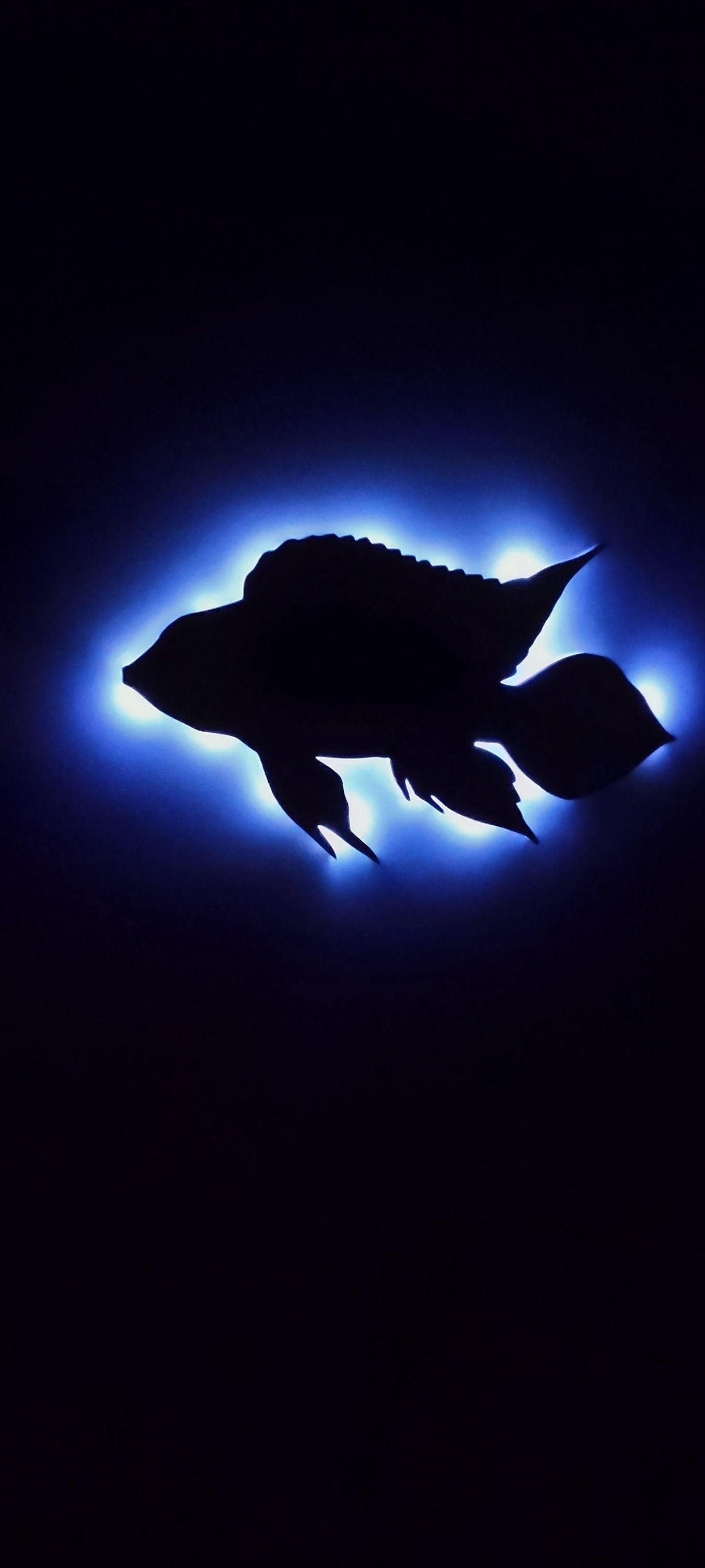 3D Printed Apistogramma Cichlid LED Silhouette Lamp - Etsy
