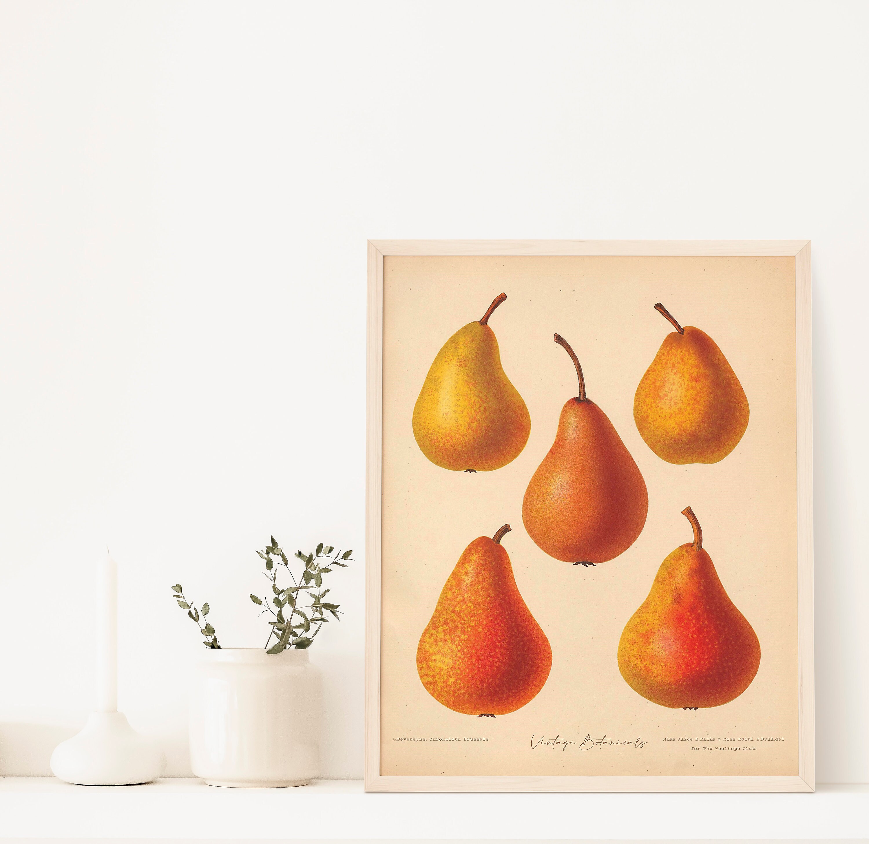 Vintage Pear Poster 1955 Botanical Art Print Antique Fruit | Etsy