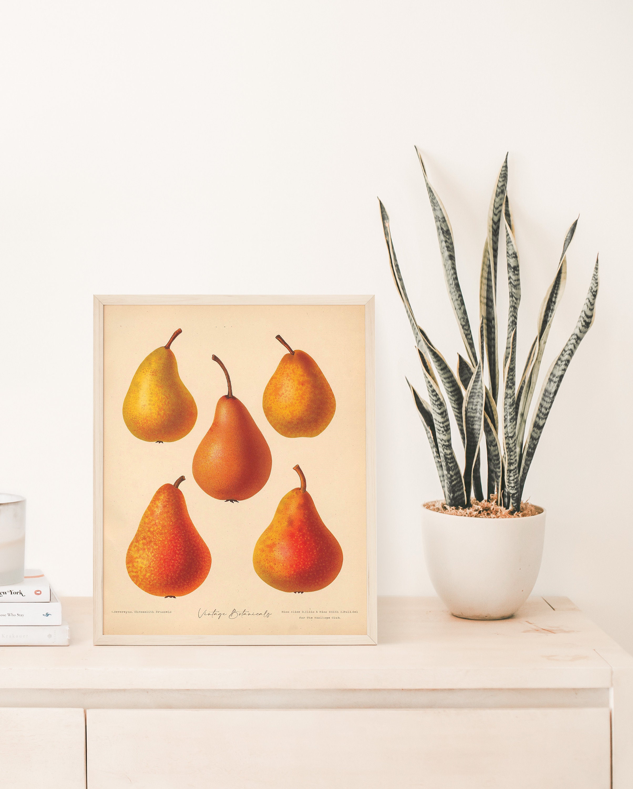 Vintage Pear Poster 1955 Botanical Art Print Antique Fruit | Etsy