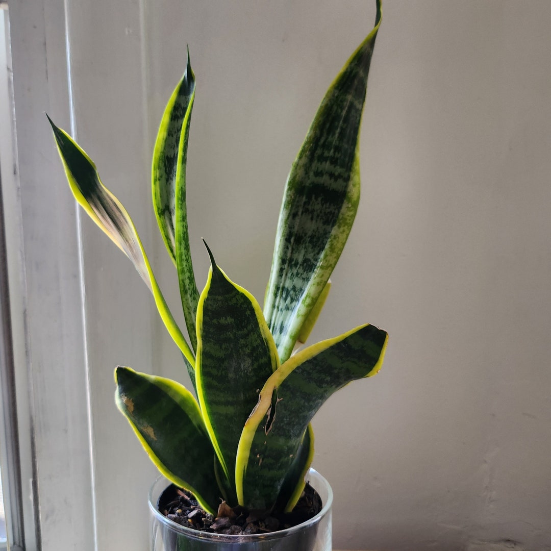 A Sansevieria Golden Hahnii Live Plant/ Bird's Nest Snake - Etsy