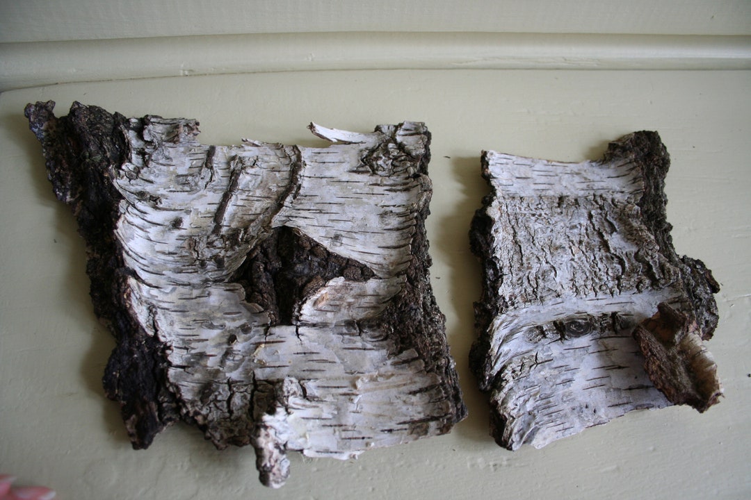 Two 2 Pieces of Dried Birch Bark, Organic, DIY, Natural Wood, White ...