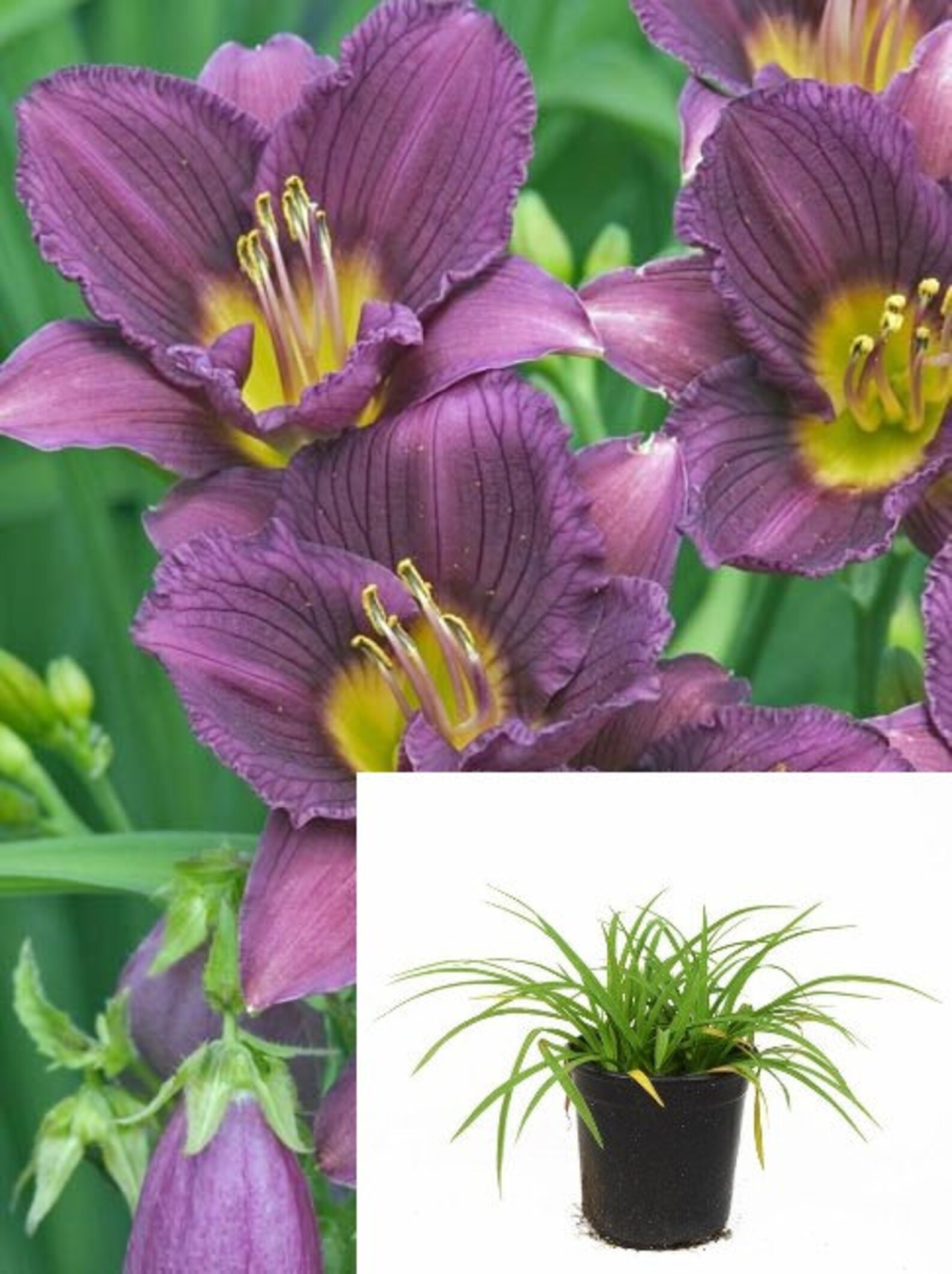 Hemerocallis Little Business 1Gallon Plant Daylily dwarf | Etsy