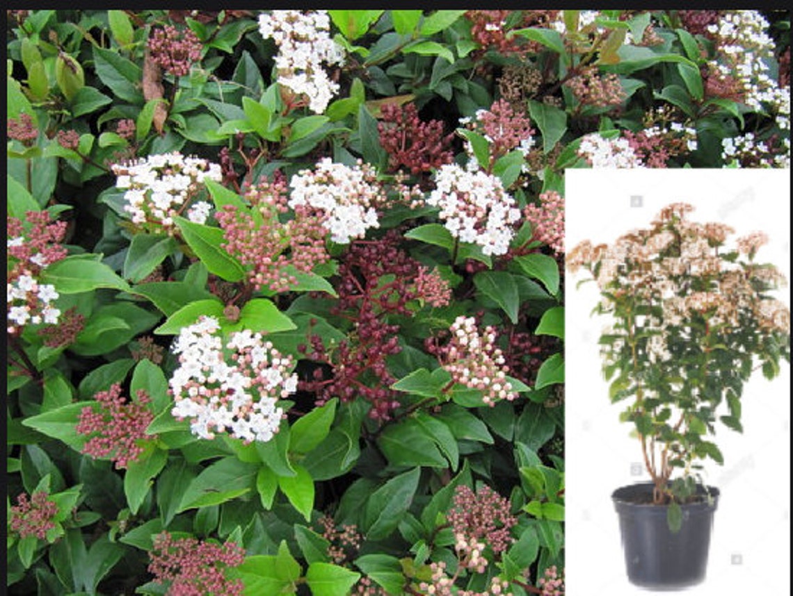 Viburnum Tinus Spring Bouquet Plant Laurustinus Viburnum Live | Etsy