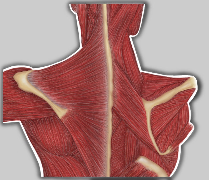 3 Inch Trapezius Muscle Group Sticker - Etsy