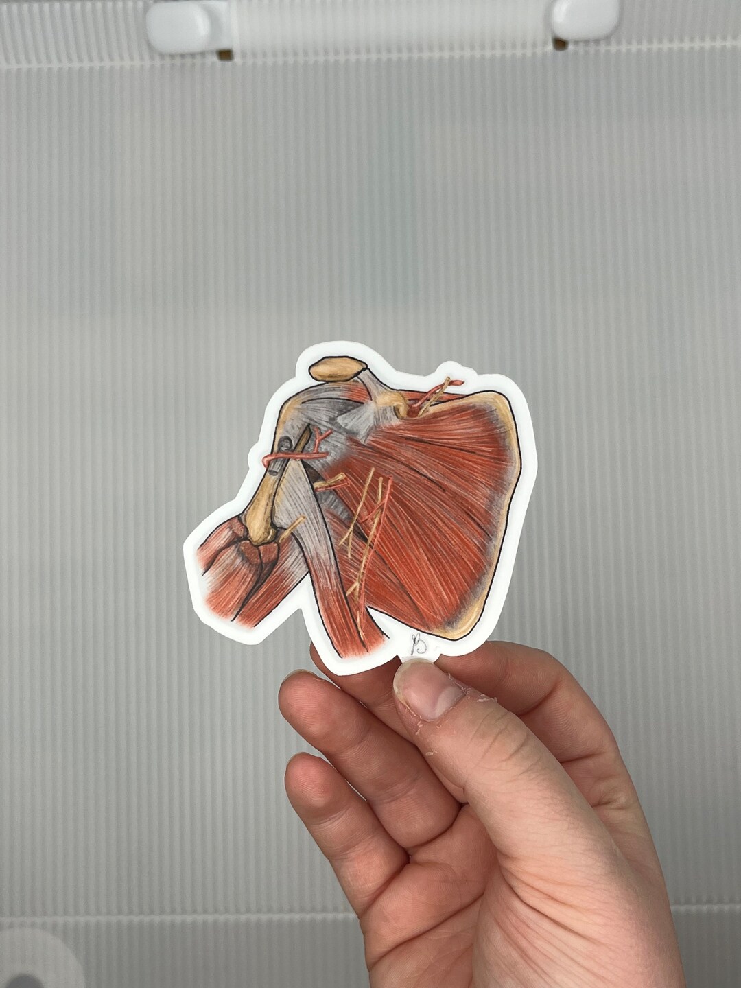 Anatomical Shoulder Sticker - Etsy