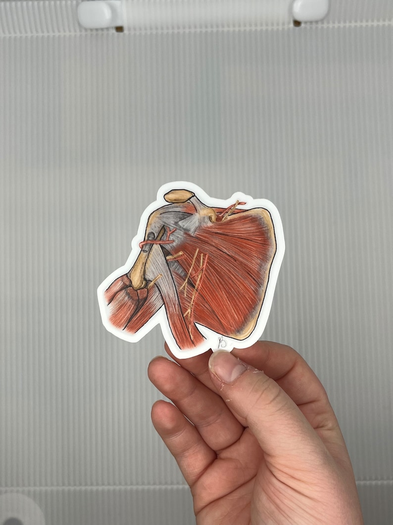 Anatomical Shoulder Sticker - Etsy