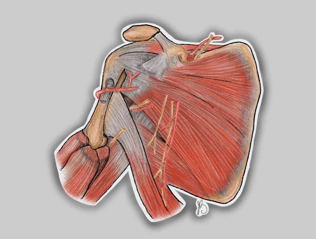 Anatomical Shoulder Sticker - Etsy