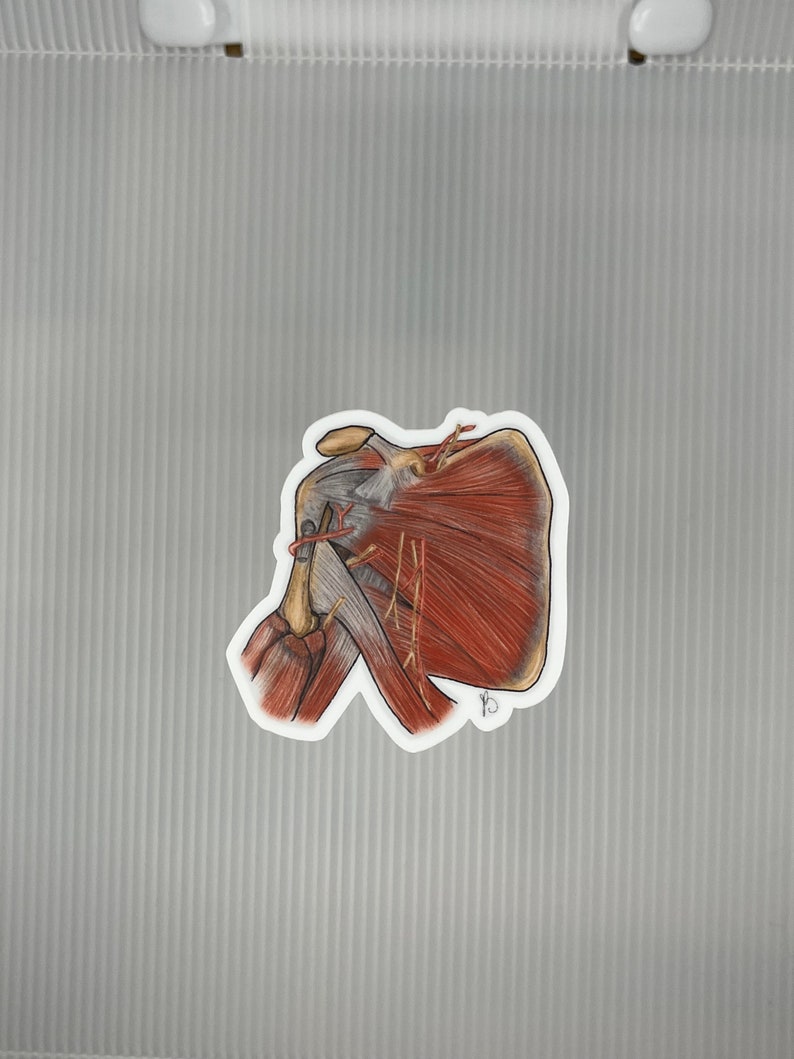 Anatomical Shoulder Sticker - Etsy