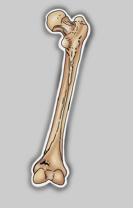 Posterior Femur Sticker - Etsy