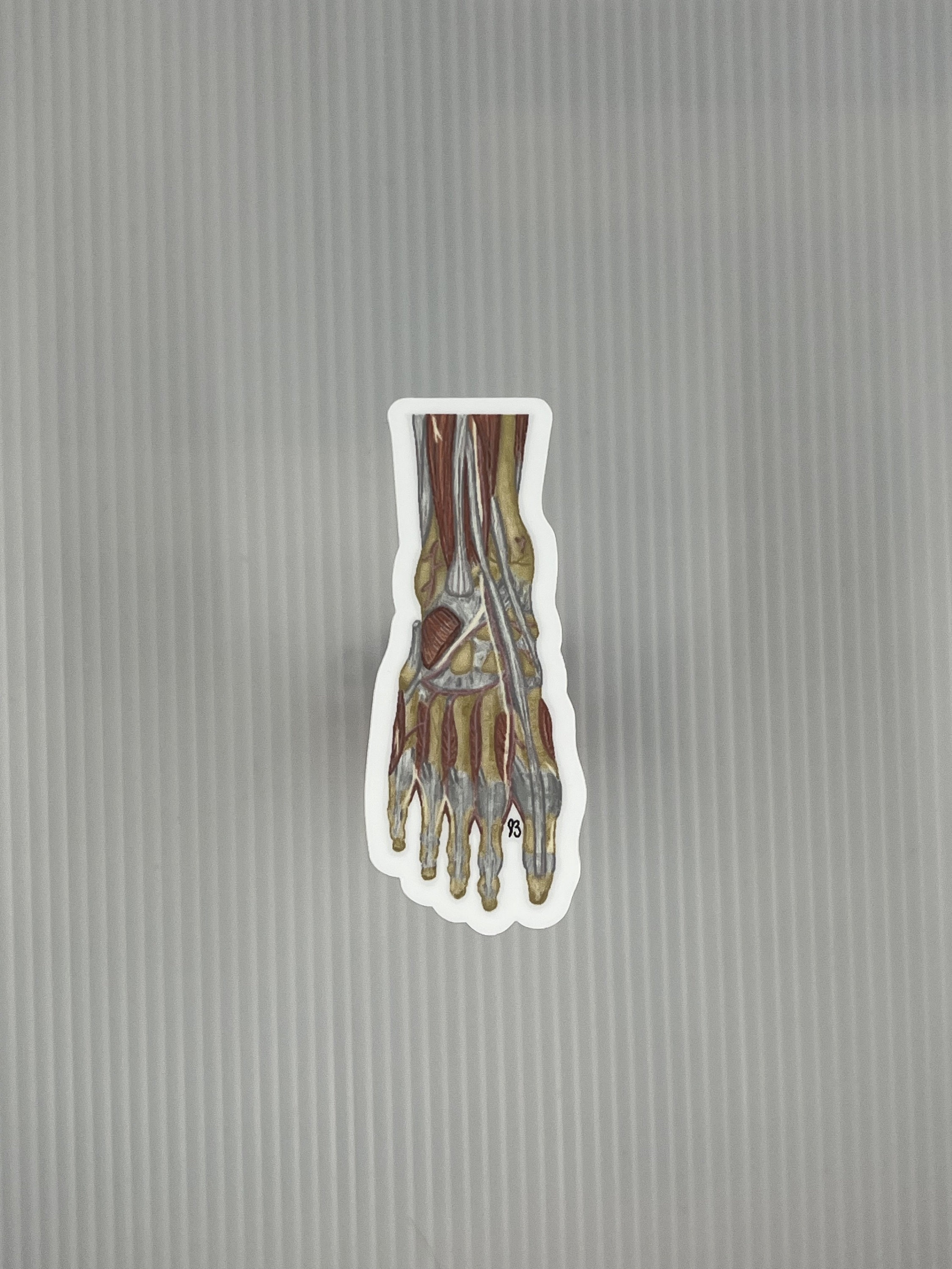 Anatomically Correct Foot Sticker - Etsy