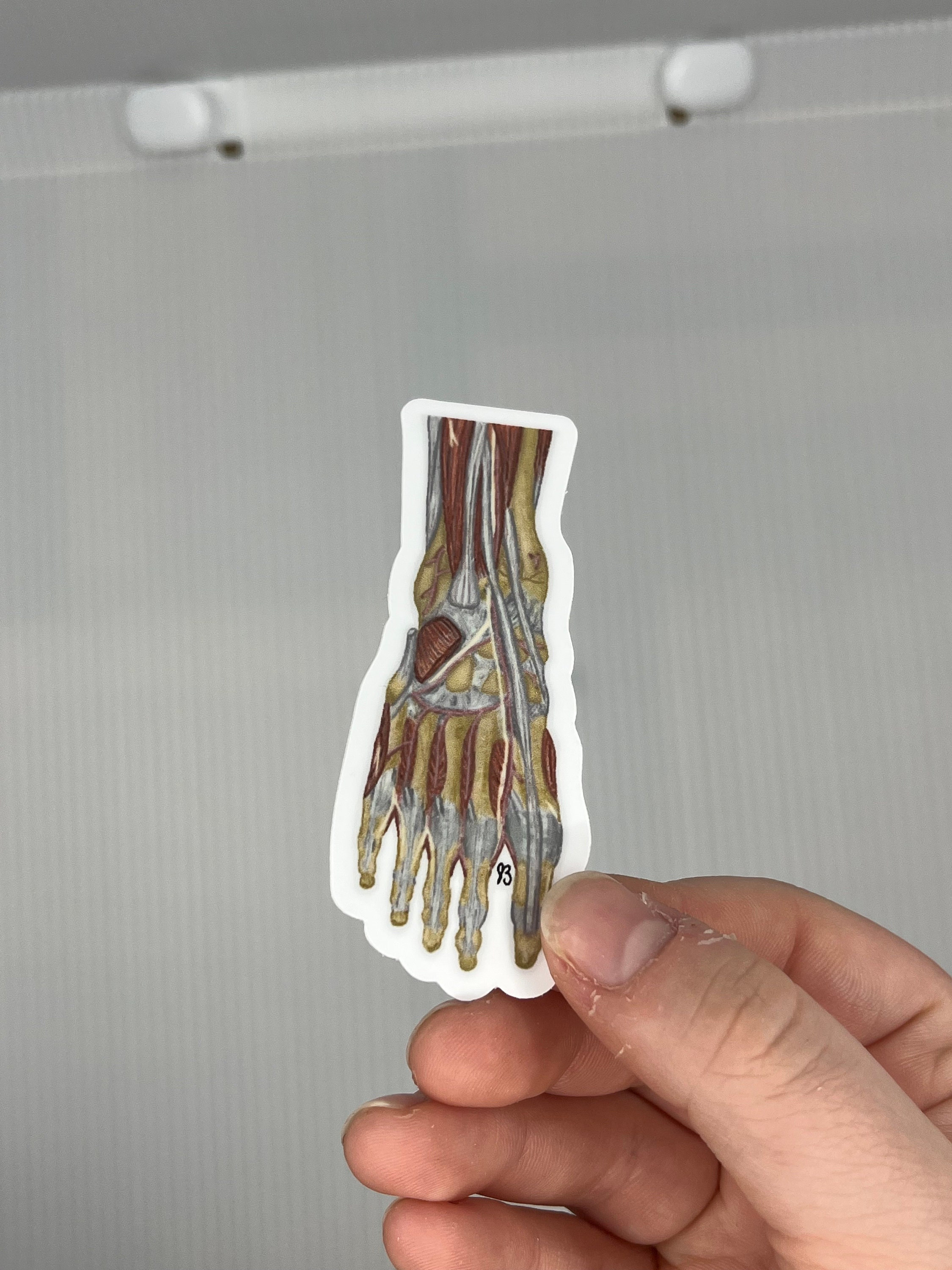 Anatomically Correct Foot Sticker - Etsy