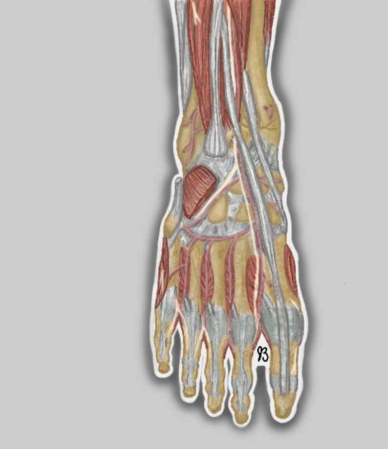 Anatomically Correct Foot Sticker - Etsy