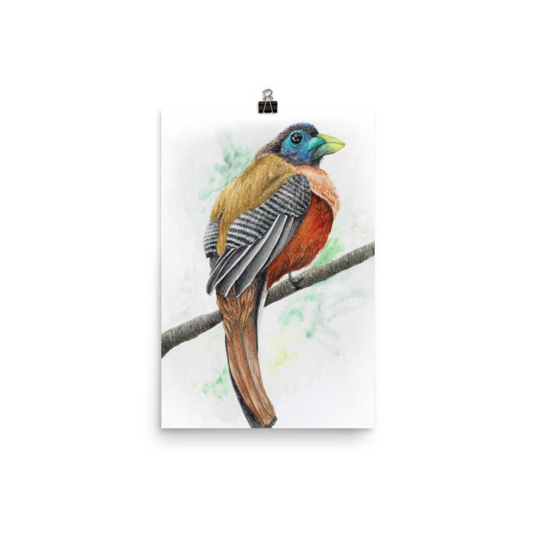 Philippine Bird Wall Art- Trogon Bird Watercolor Art Print, Home Decor ...