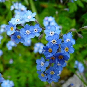 Alpine Forget Me Not Blue Flowers 0.3g / 300 Seeds Myosotis Alpestris ...