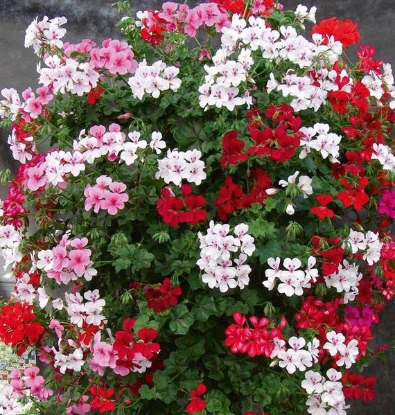 Geranium Cascade Speedy Mix Ivy-leaved Pelargonium Flowers | Etsy