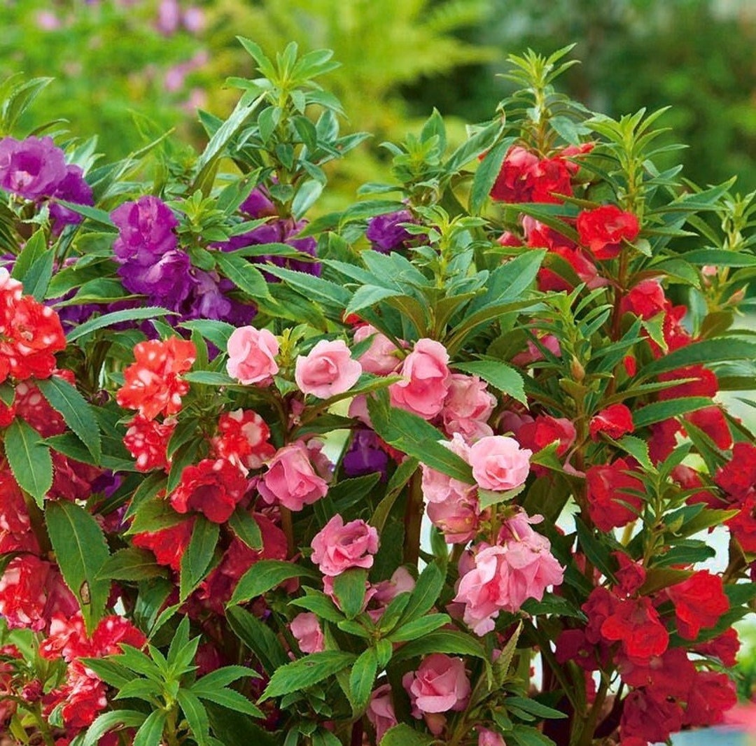 Rose Balsam / Garden Balsam / Dwarf Flowers Blend 0.5g / 50 - Etsy Canada