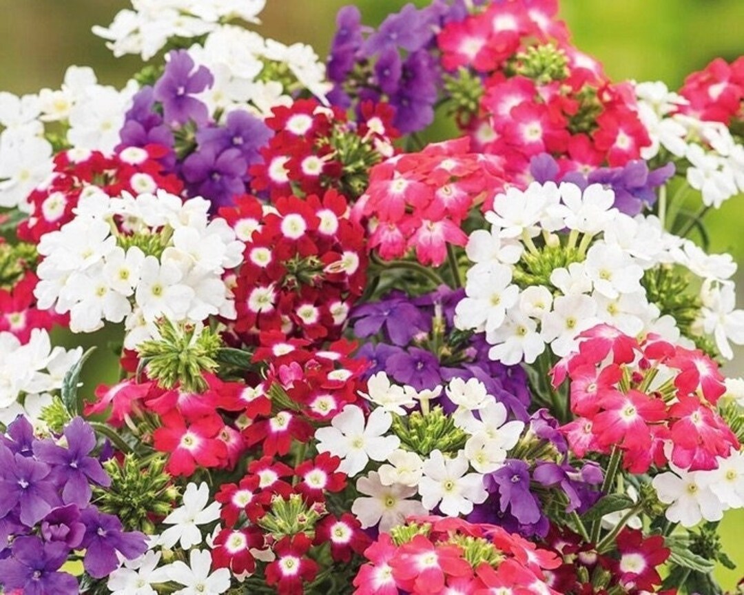 Mélange de fleurs de verveine du jardin 0,3 g / 100 graines - Verveine ...