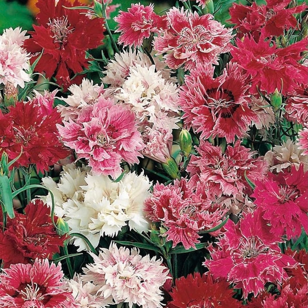 Dianthus Plumarius Spring Beauty