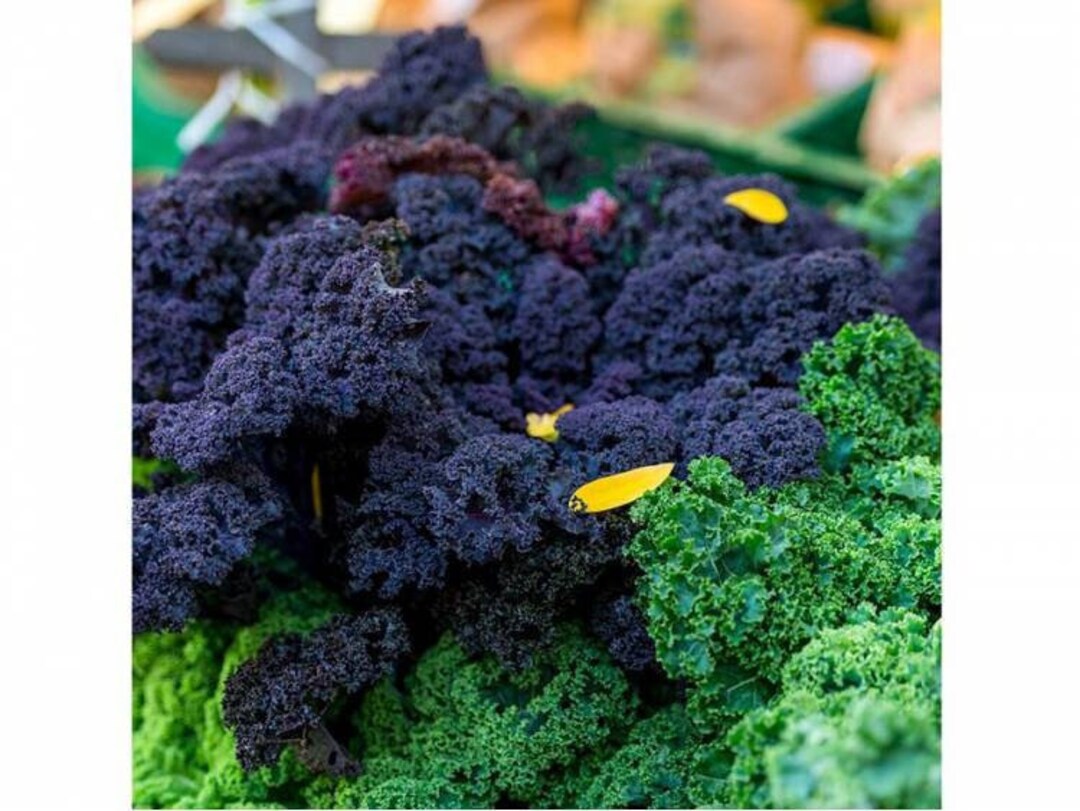 Curly Kale / Scarlet 1g / 150 Seeds Brassica Oleracea Acephala GMO Free ...