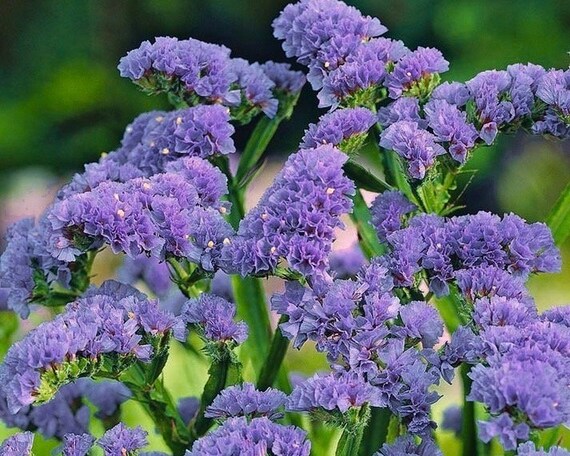 Statice Flower Plants