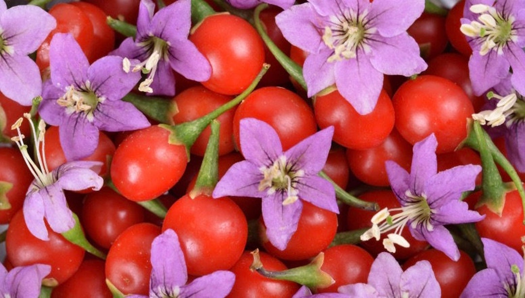 Wolfberry Goji Berry 0.1g / 50 Seeds - Lycium Barbarum GMO Free - Etsy ...