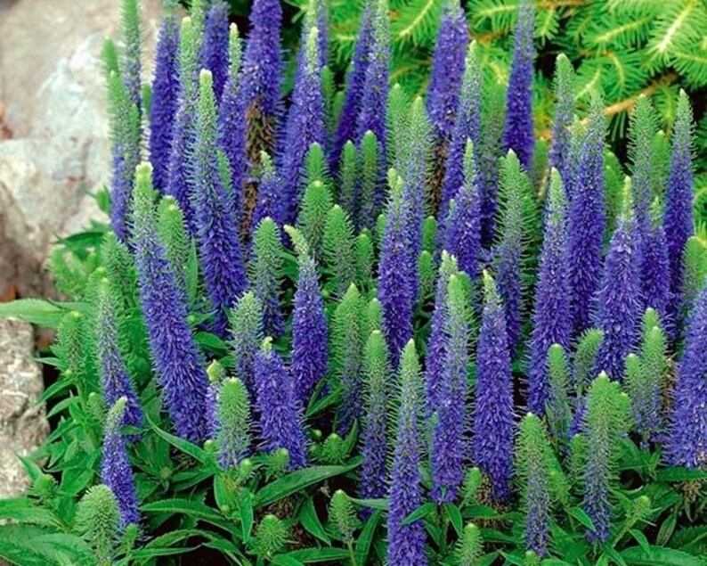 Spike Speedwell Intense Blue Flowers 0.1g / 200 Organic Seeds - Etsy