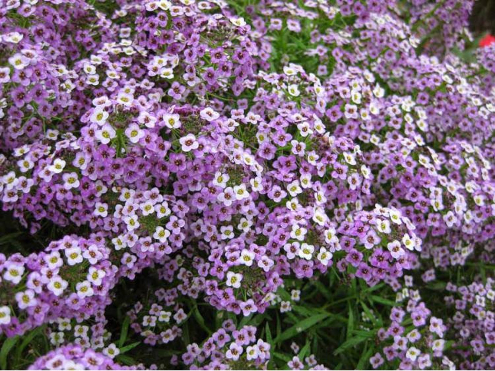 Sweet Alyssum Blue Organic Flower 0.5g / 300 Seeds Lobularia | Etsy