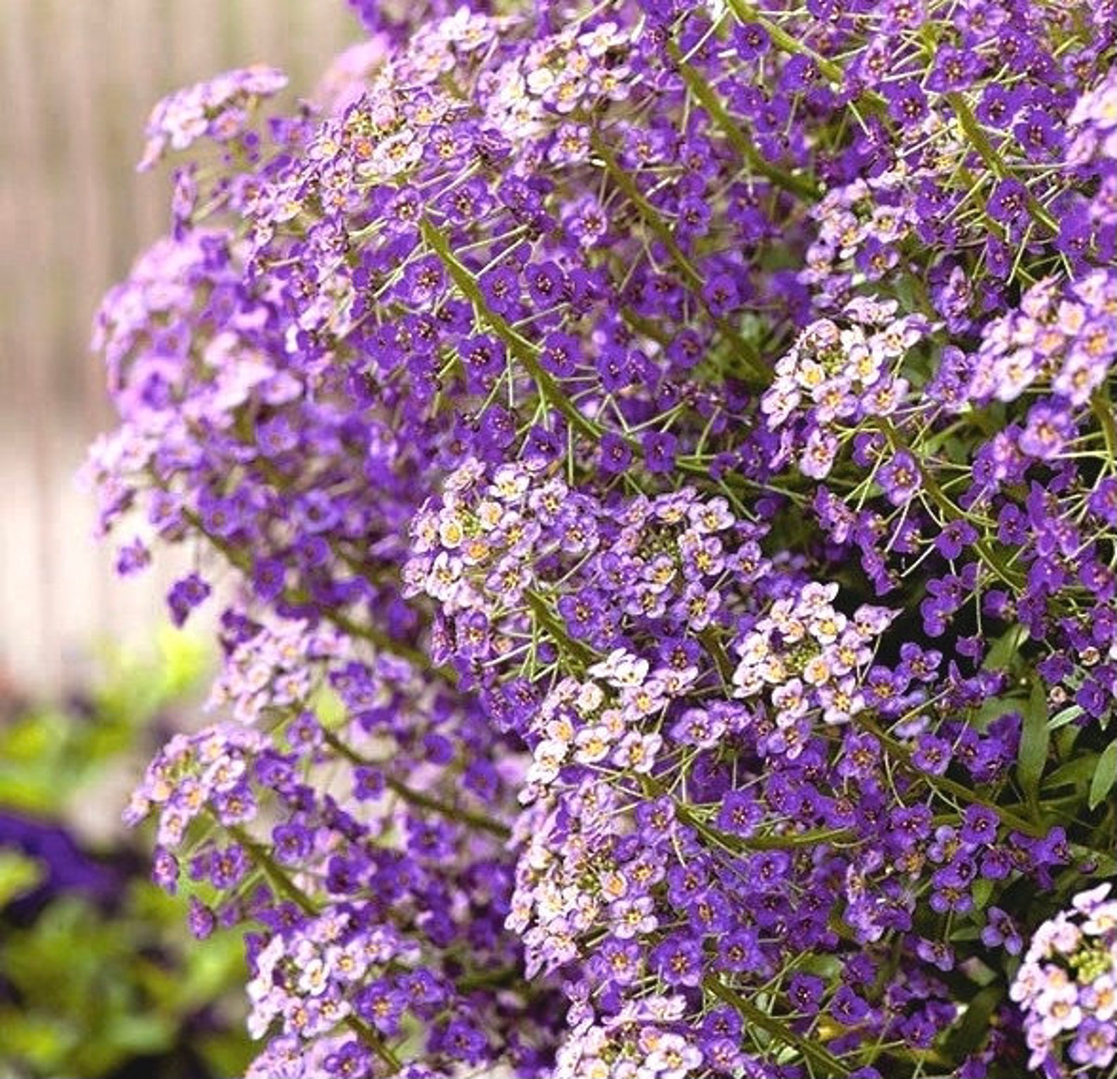 Sweet Alyssum Blue Organic Flower 0.5g / 300 Seeds Lobularia | Etsy