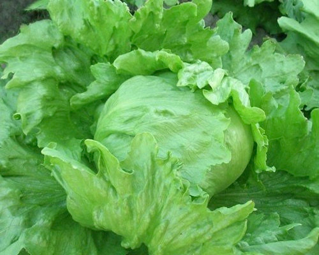 Lechuga / Iceberg Great Lakes 118 / 2g - 300 Semillas - Lactuca Sativa ...