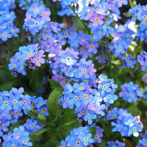 Alpine Forget Me Not Blue Flowers 0.3g / 300 Seeds Myosotis Alpestris ...