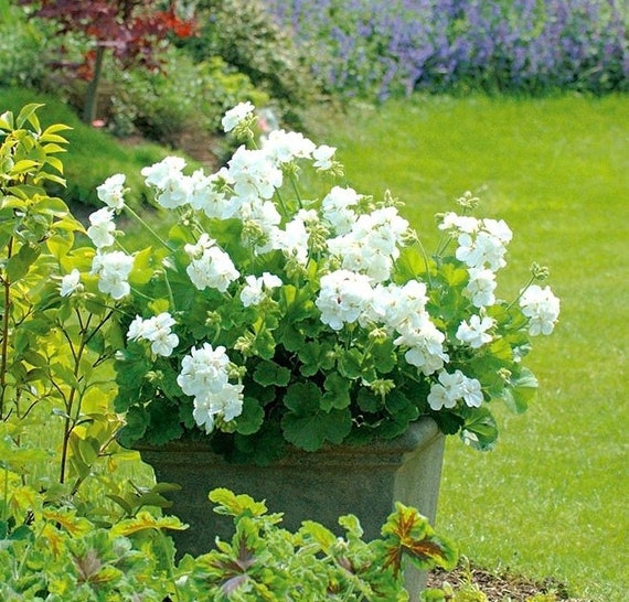 Zonal Geranium White