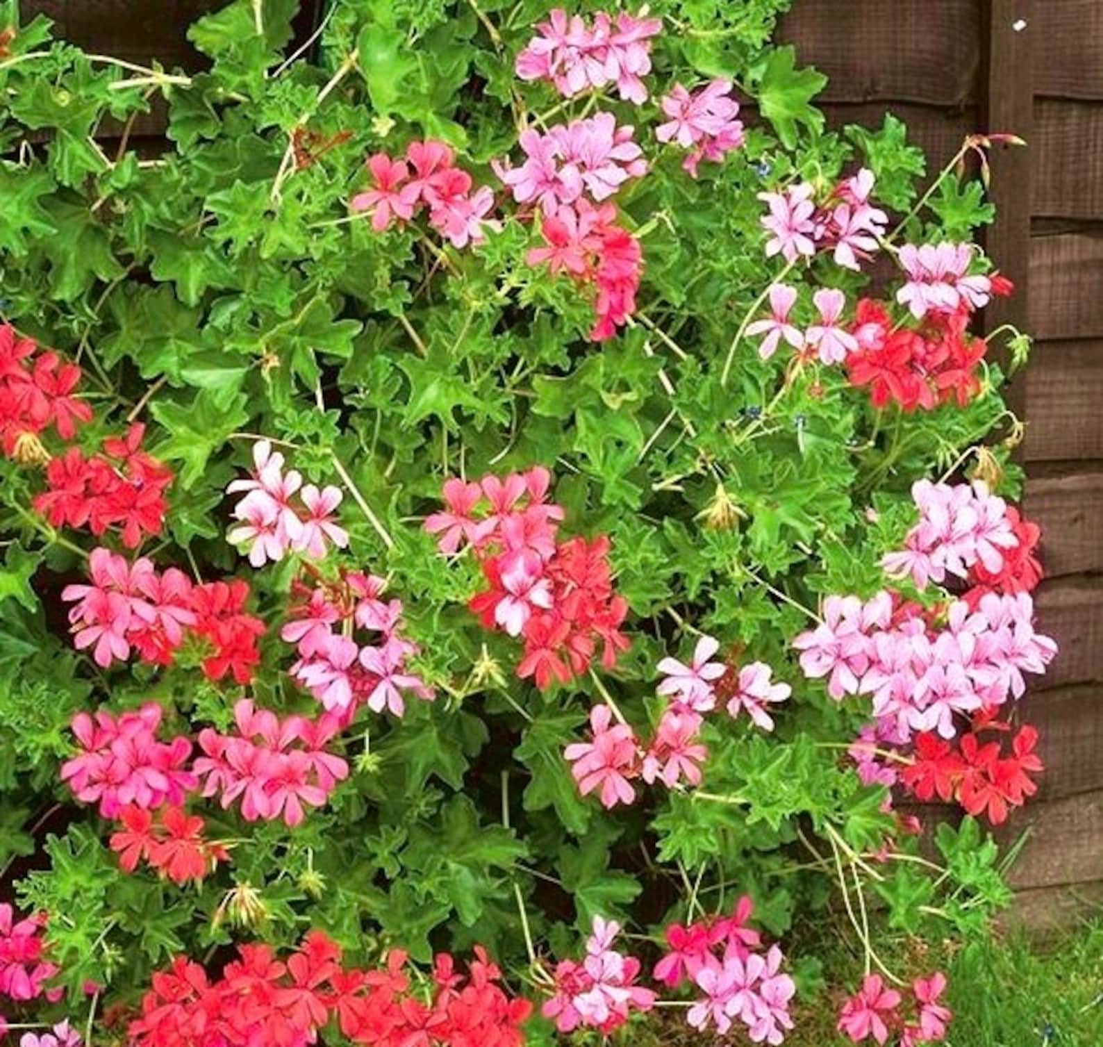 Geranium Cascade Speedy Mix Ivy-leaved Pelargonium Flowers | Etsy