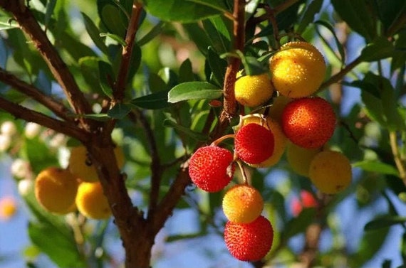 Home & Living Strawberry Tree Madrone Tree Seller Tropical species ...