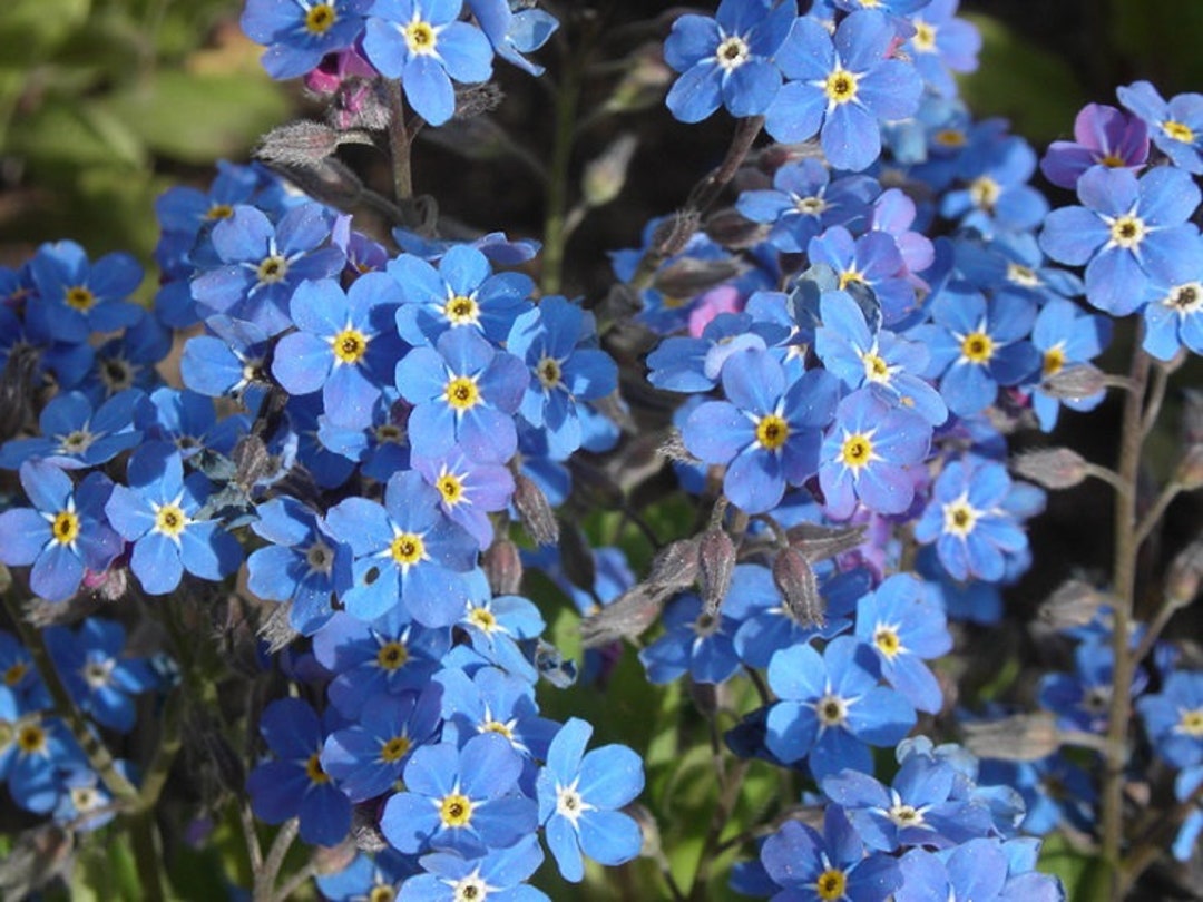 Alpine Forget Me Not Blue Flowers 0.3g / 300 Seeds Myosotis Alpestris ...