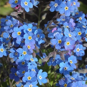 Alpine Forget Me Not Blue Flowers 0.3g / 300 Seeds Myosotis Alpestris ...