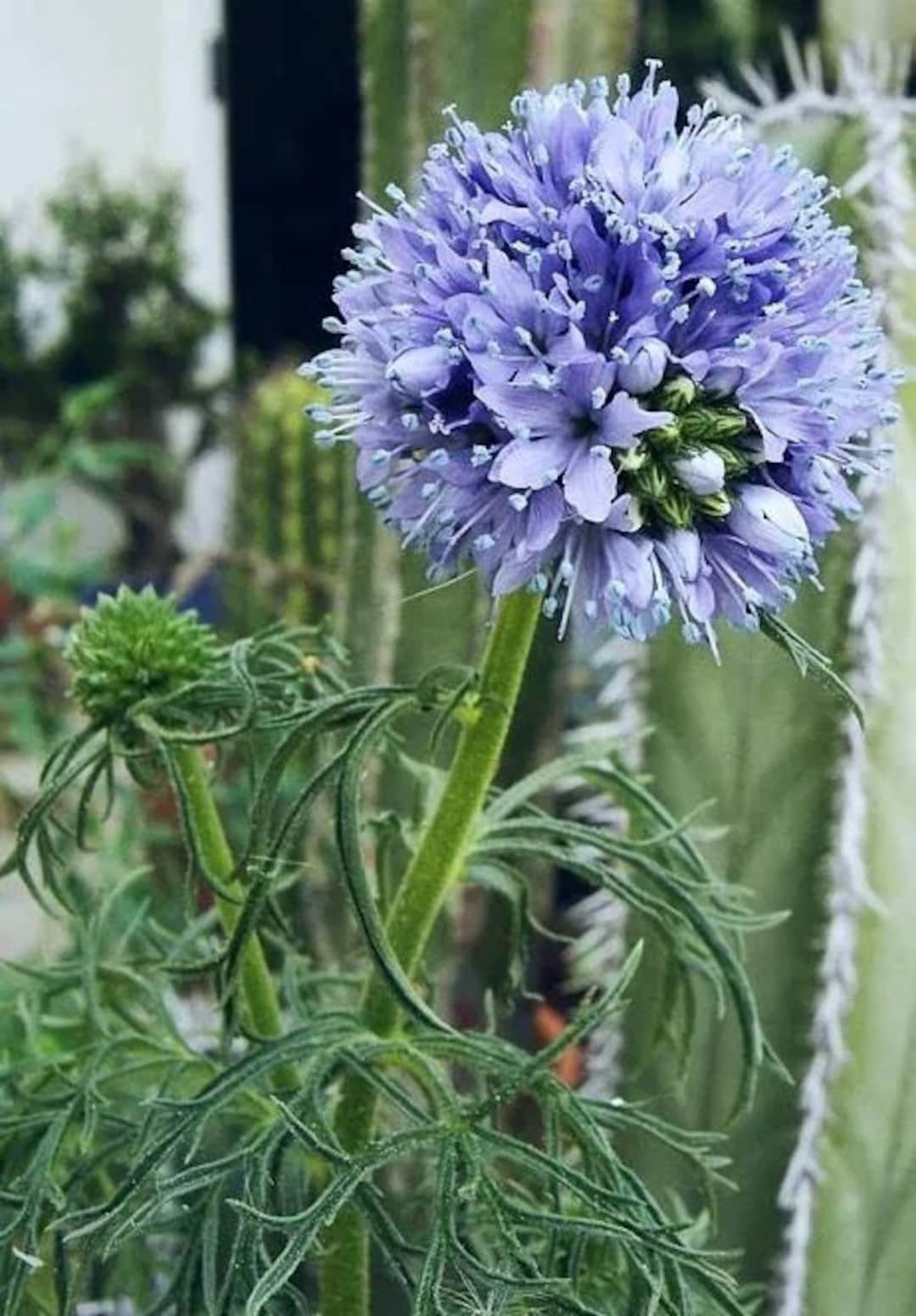 Bluehead Gilia Flowers Globe Gilia 0.5g / 200 Semillas Gilia Capitata ...